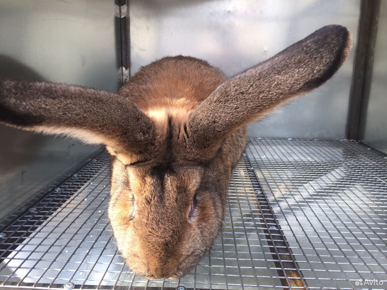 Кролики мясных пород