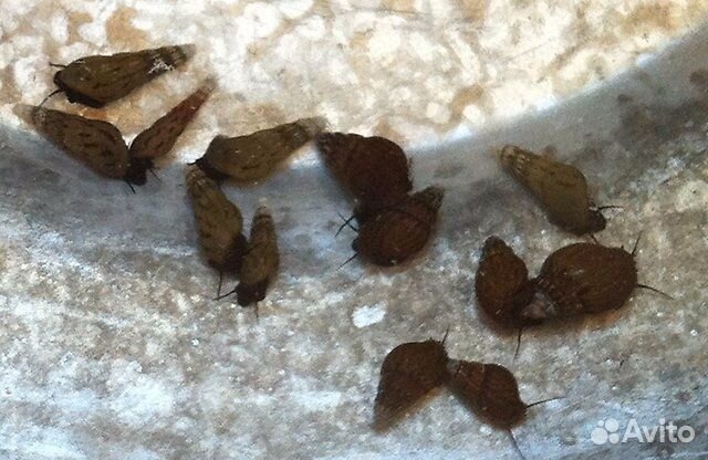 Мелания донная улитка