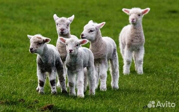 Барашки (ягнята)