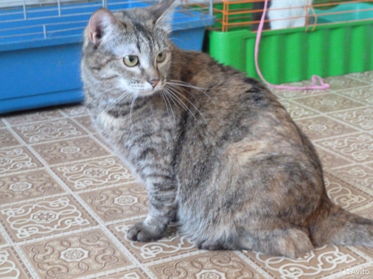 Кошка Маркиза