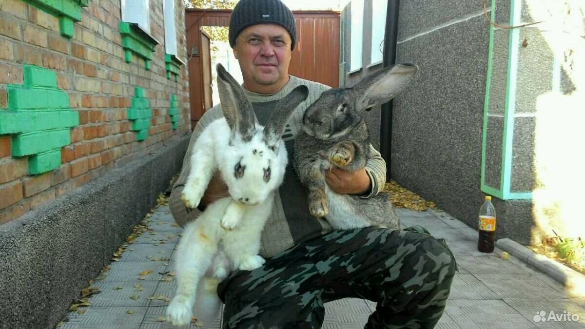 Кролики, белгородская обл