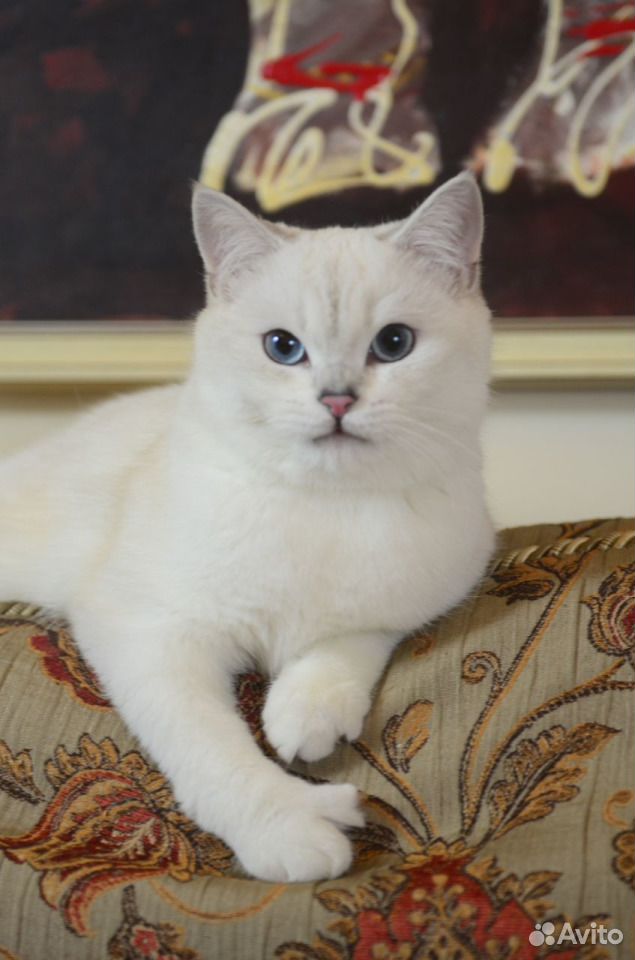 Британская ншилла белый кот с голубыми глазами.вяз