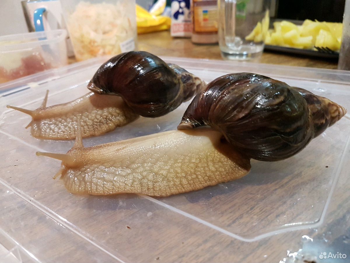 Улитки домашние, ахатины, молодые