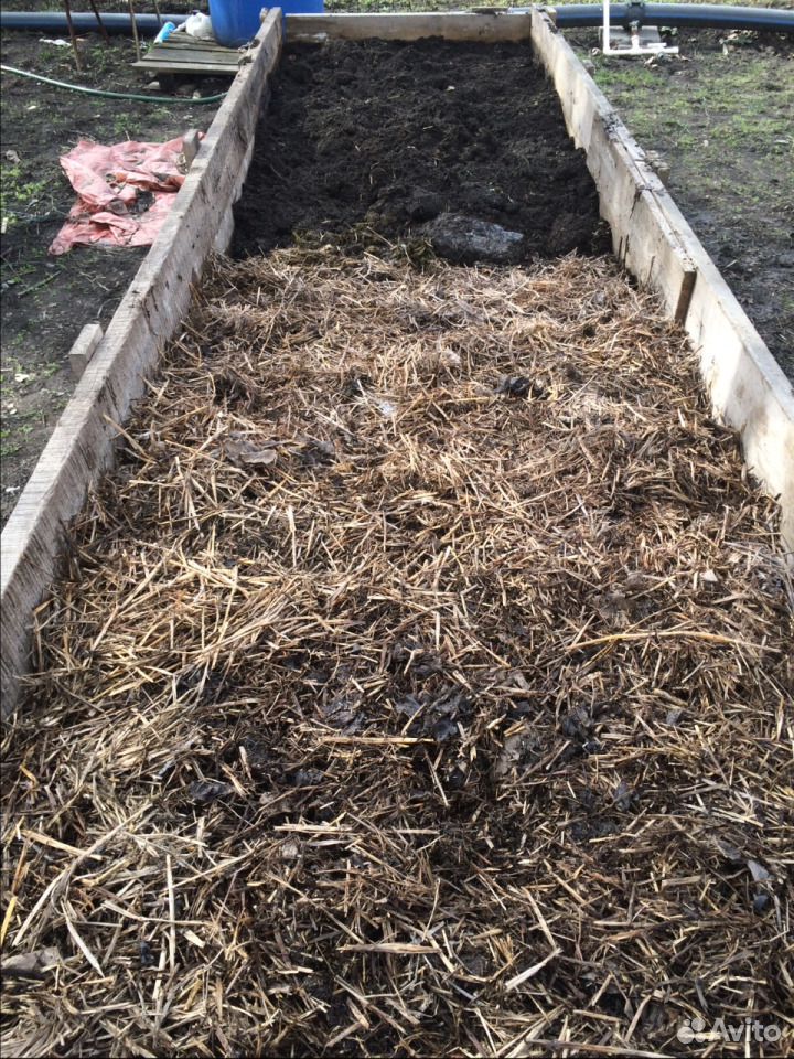 Ккч черви около рынка «Алмаз»