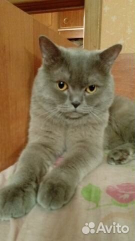 Котик ищет невесту, вязка