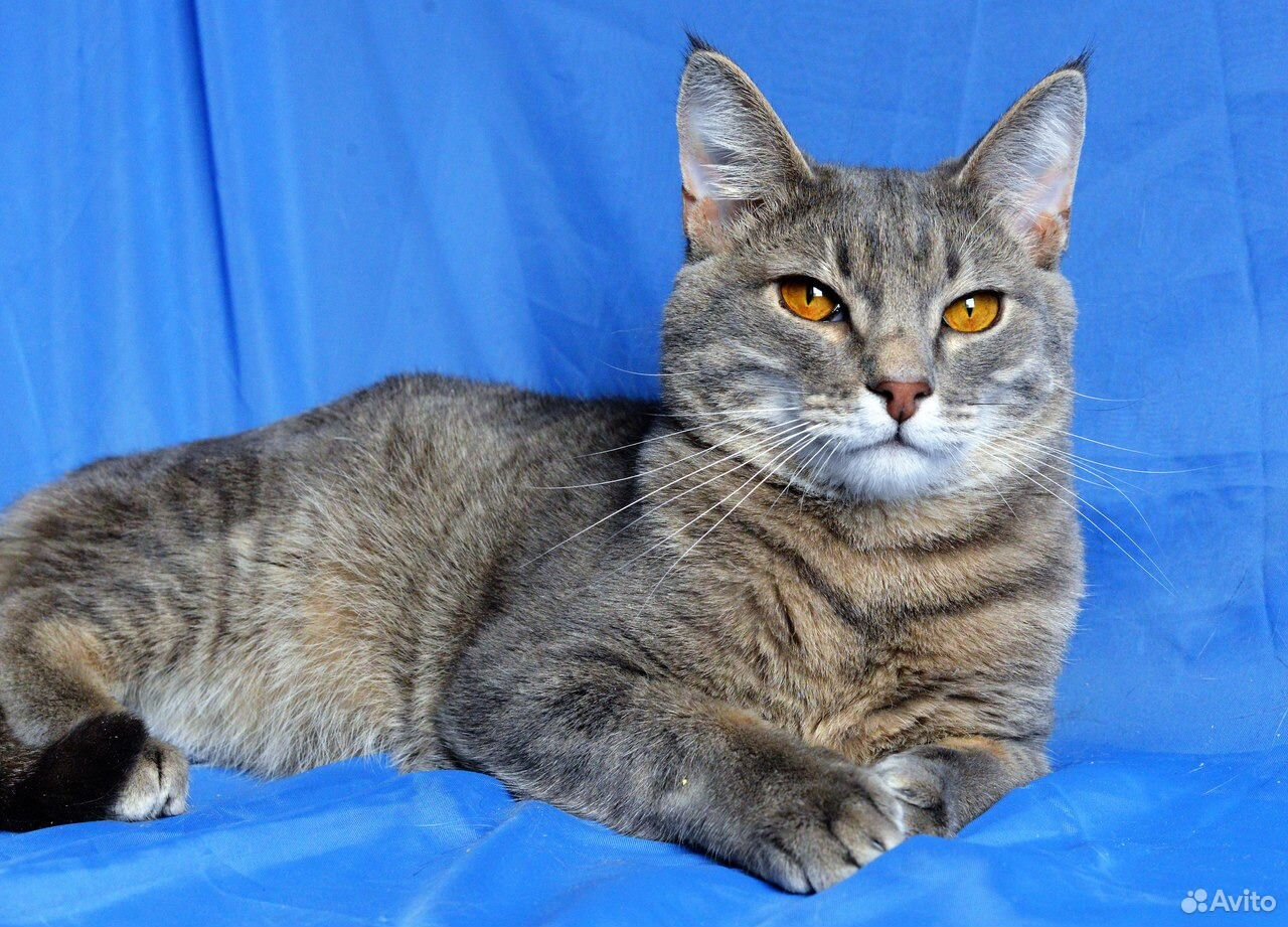 Уютный Кузя, 1 год, Москва