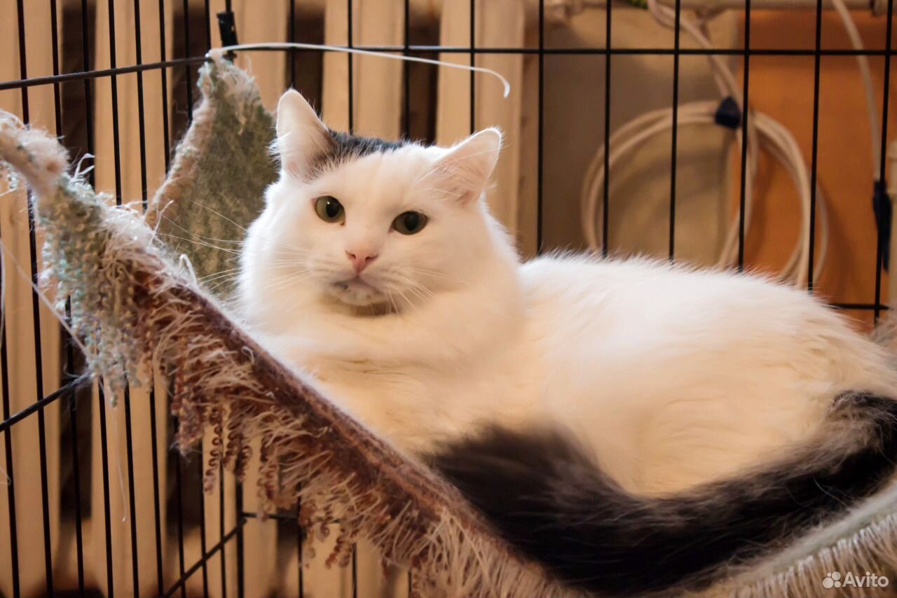 Красивый и очень пушистый кот Ваня в добрые руки