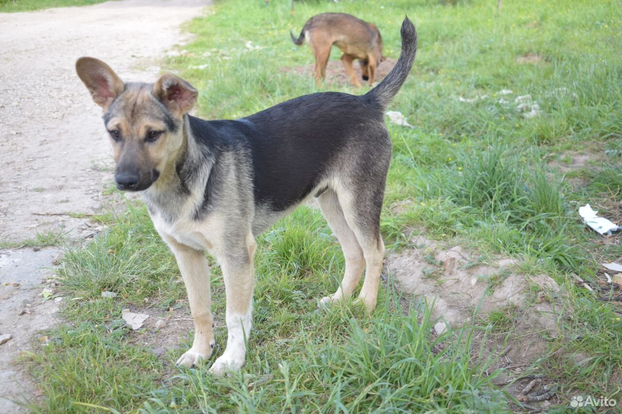 Песик "по колено" - в добрые руки