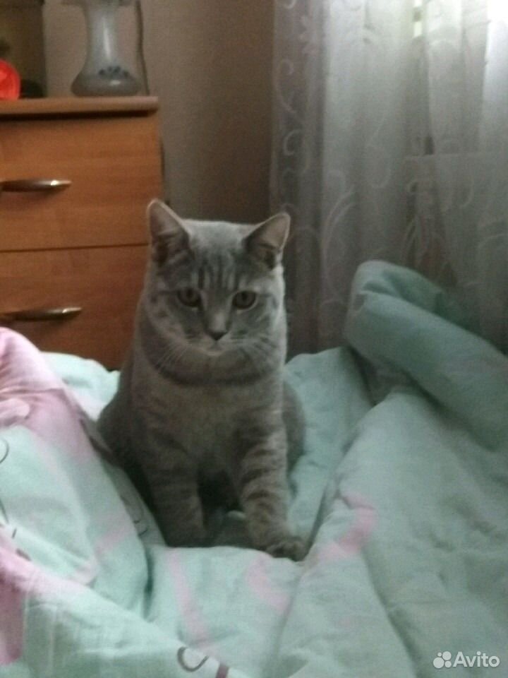 Молодой шотландский котик познакомится с невестой