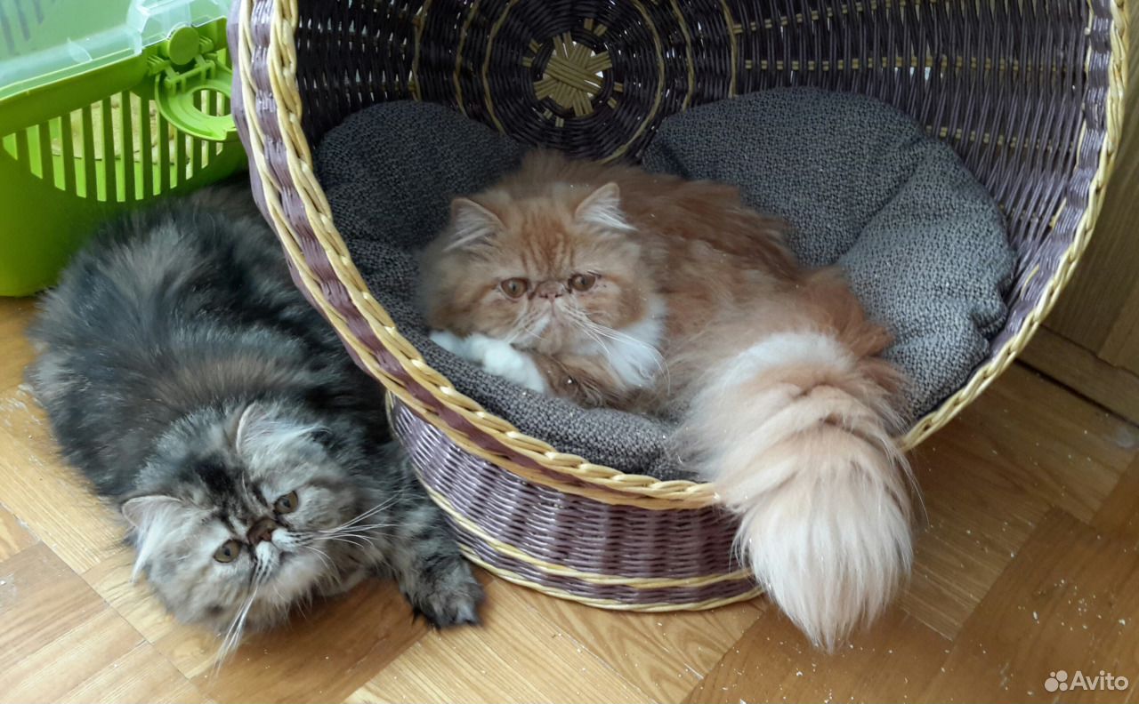 Котята Персидские