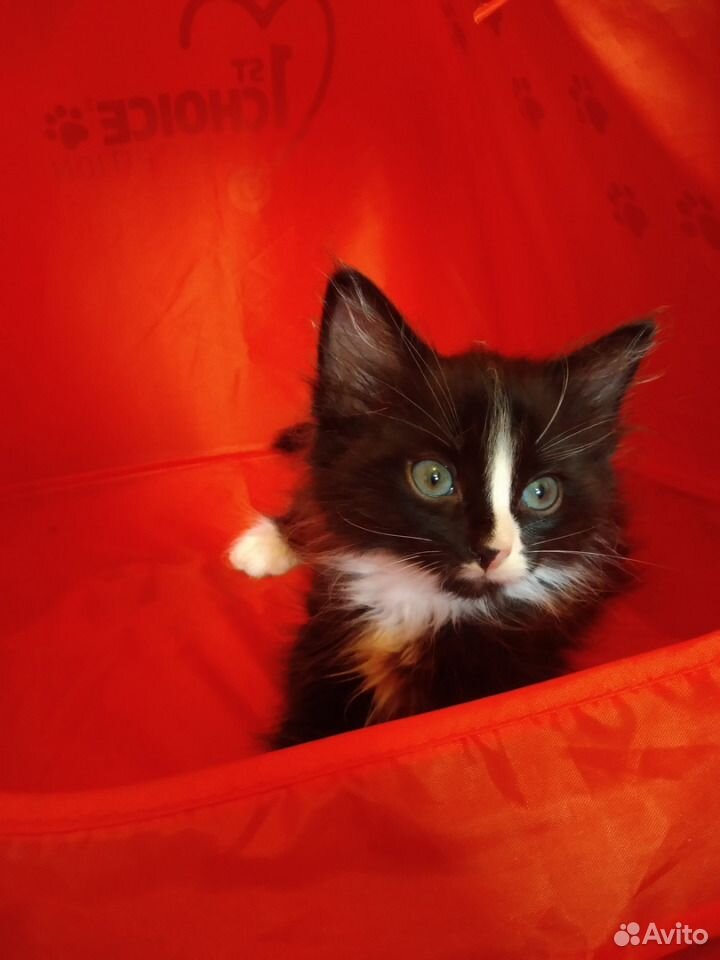 Котята-гремлинята возраст 1,5 мес