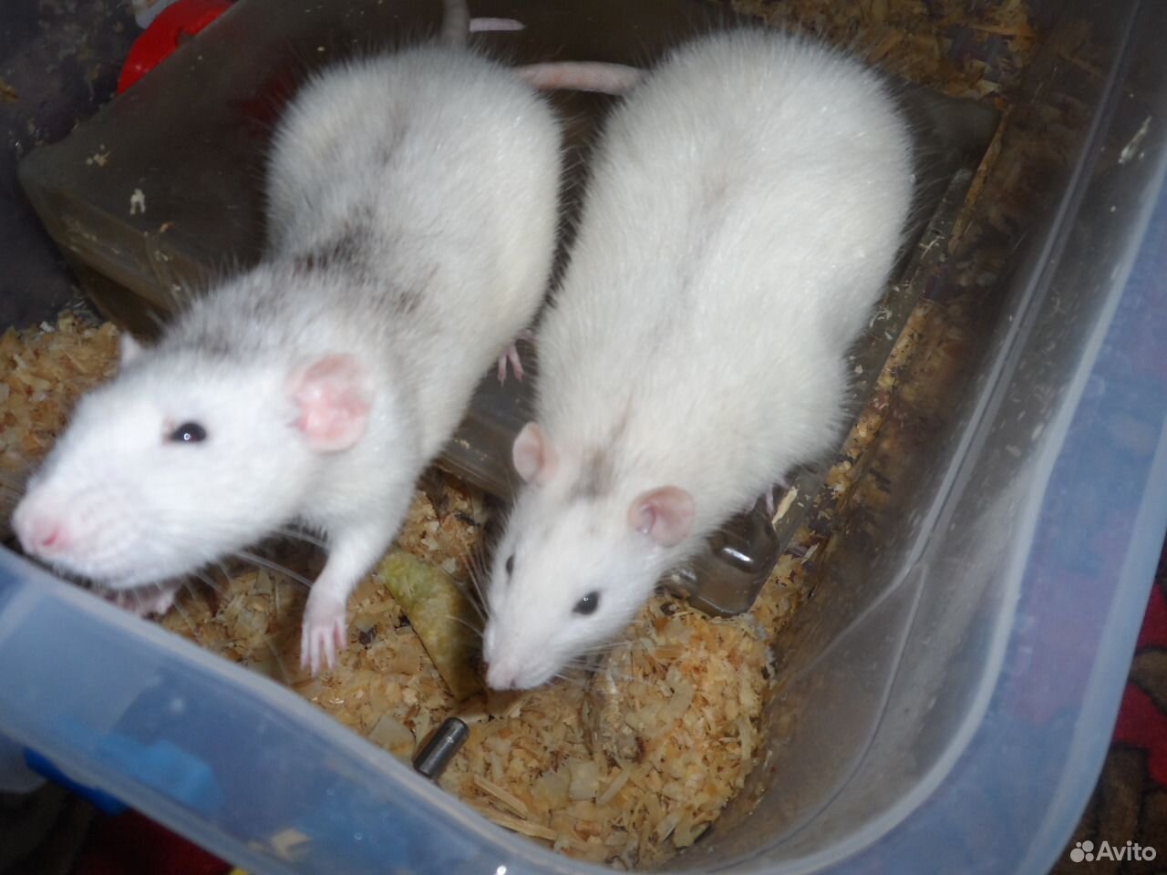 Отдам двух крыс в добрые руки