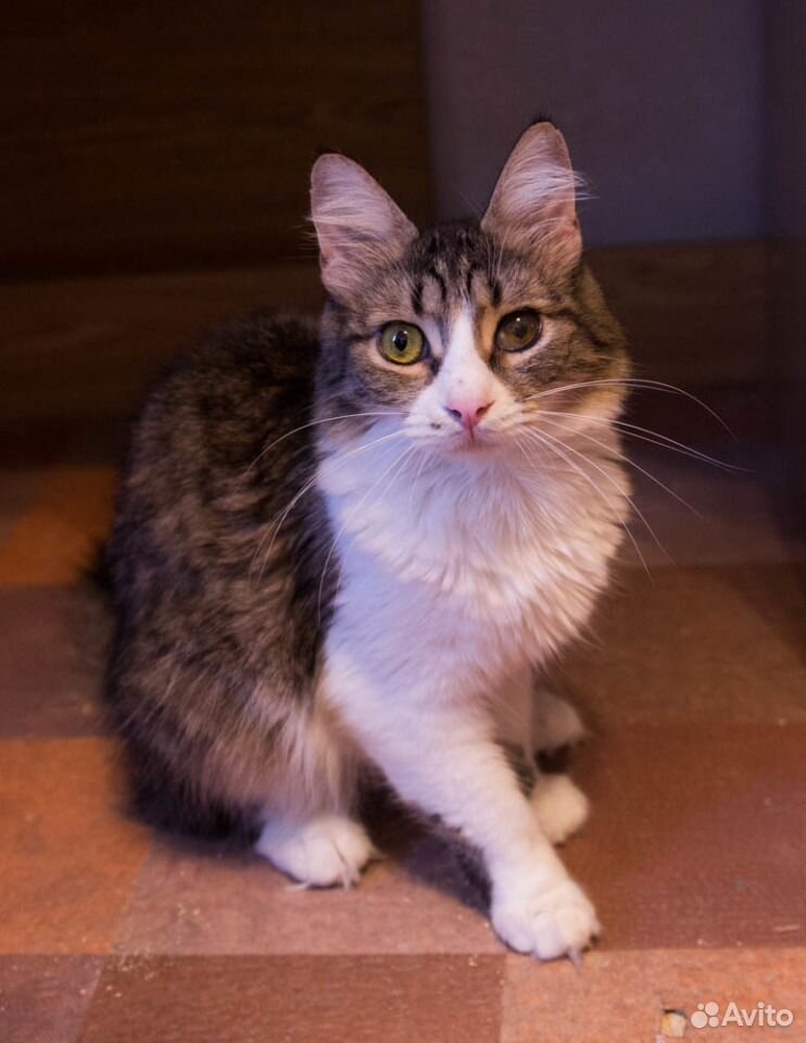 Милая Претория