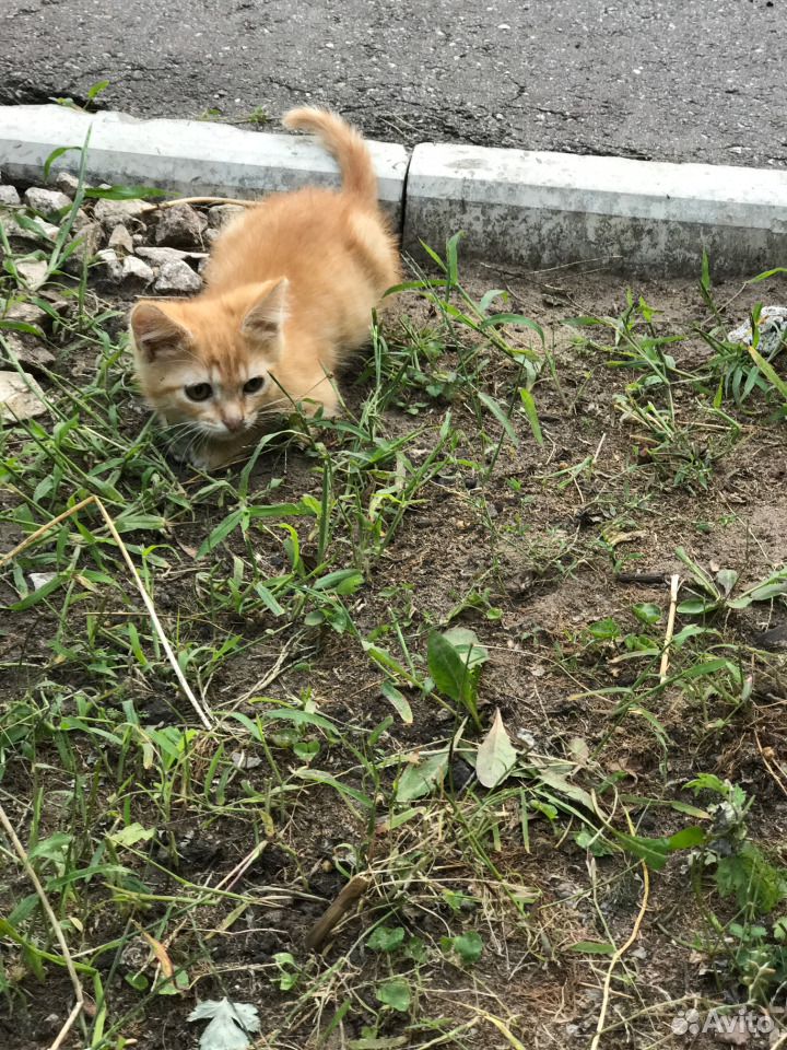 Прелестный рыжик в заботливые руки)