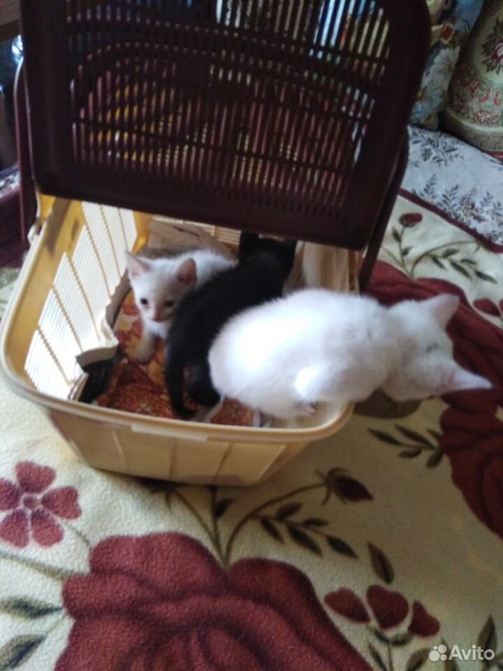 3 хорошеньких домашних котёнка