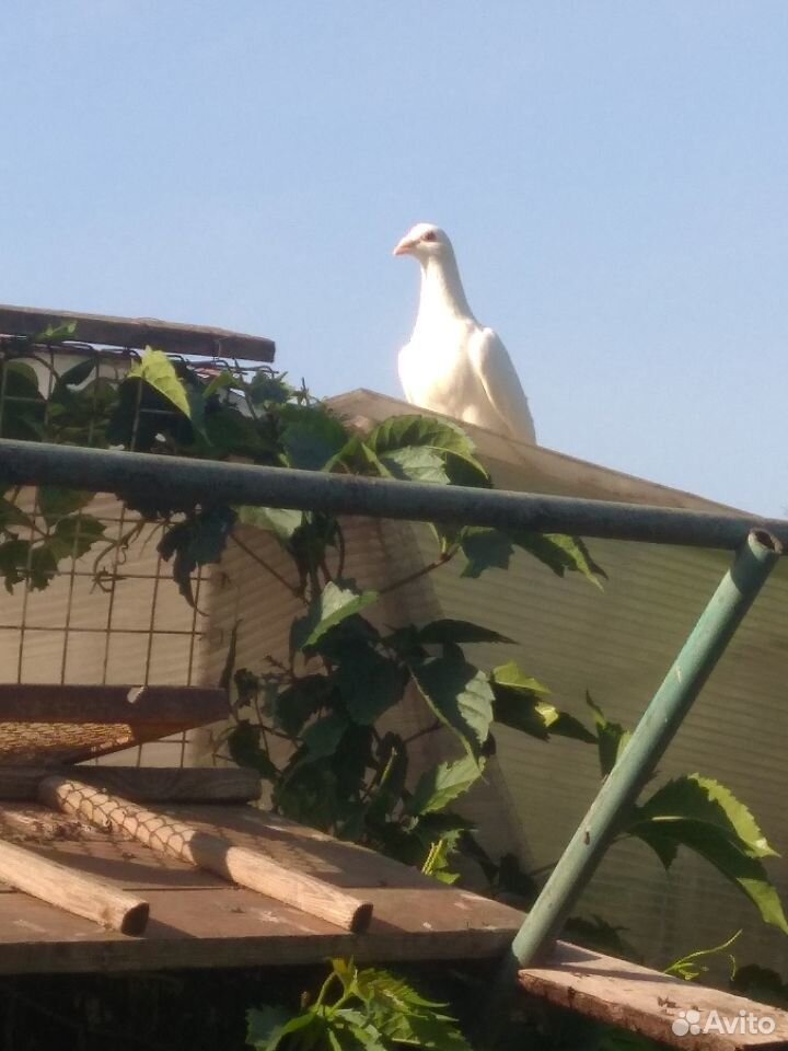 Голуби на свадьбу