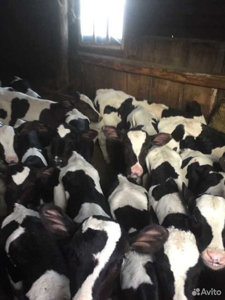 Бычки для выращивания