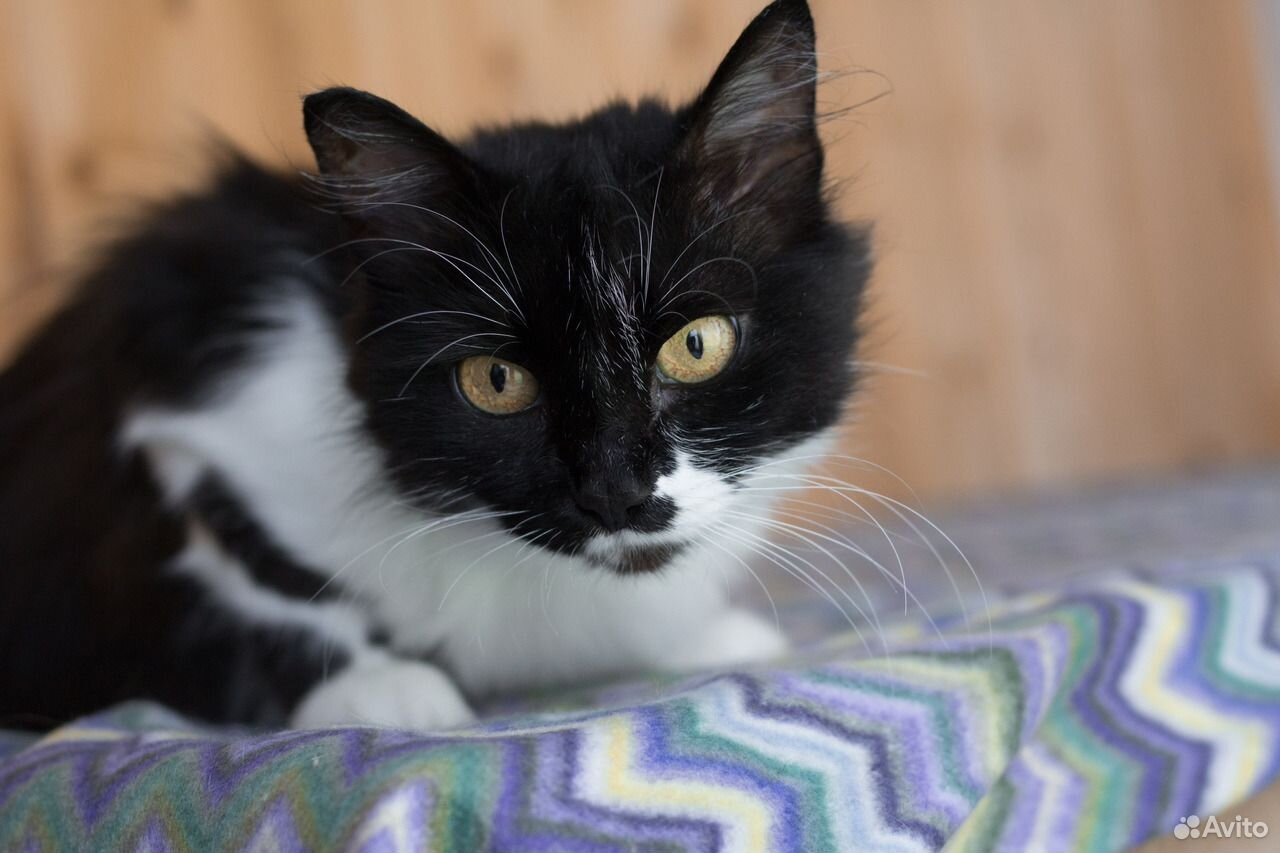 Буся, 3 года (из приюта)