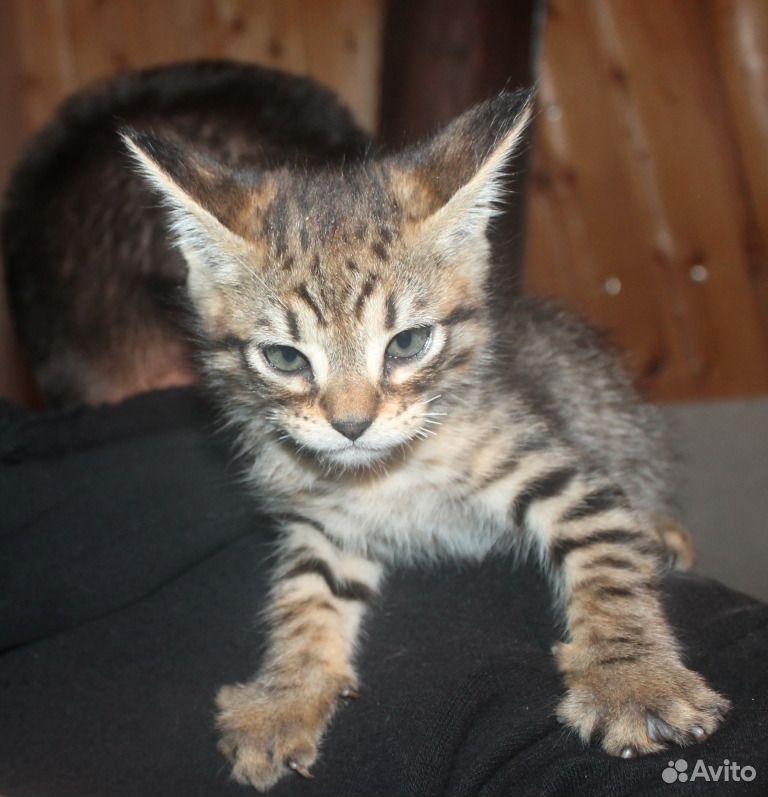 Котик Саванна гибрид ф5