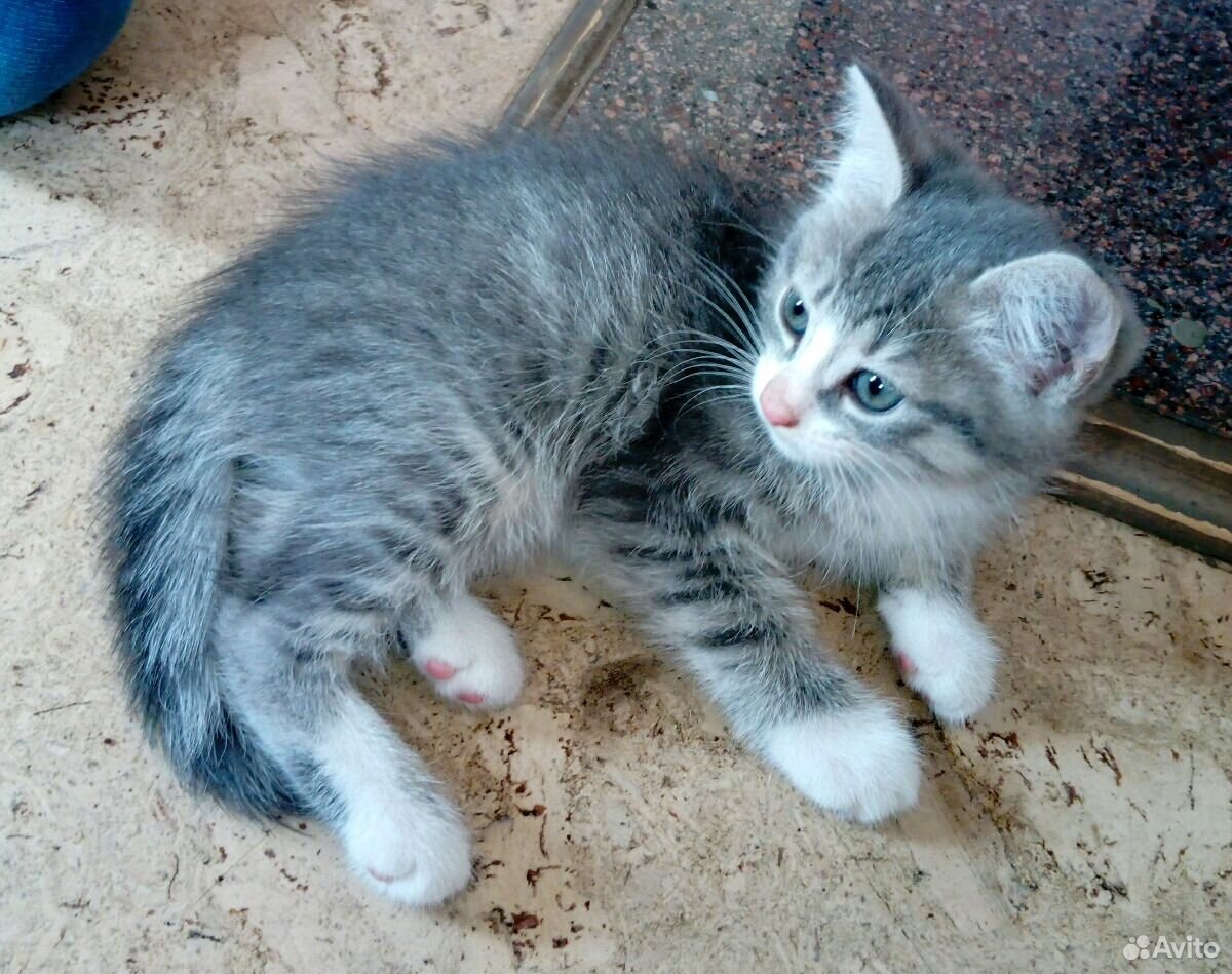 Отдам котёнка девочка 2 месяца