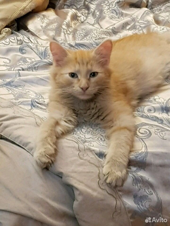 Рыжий котенок мальчик 3мес,привит