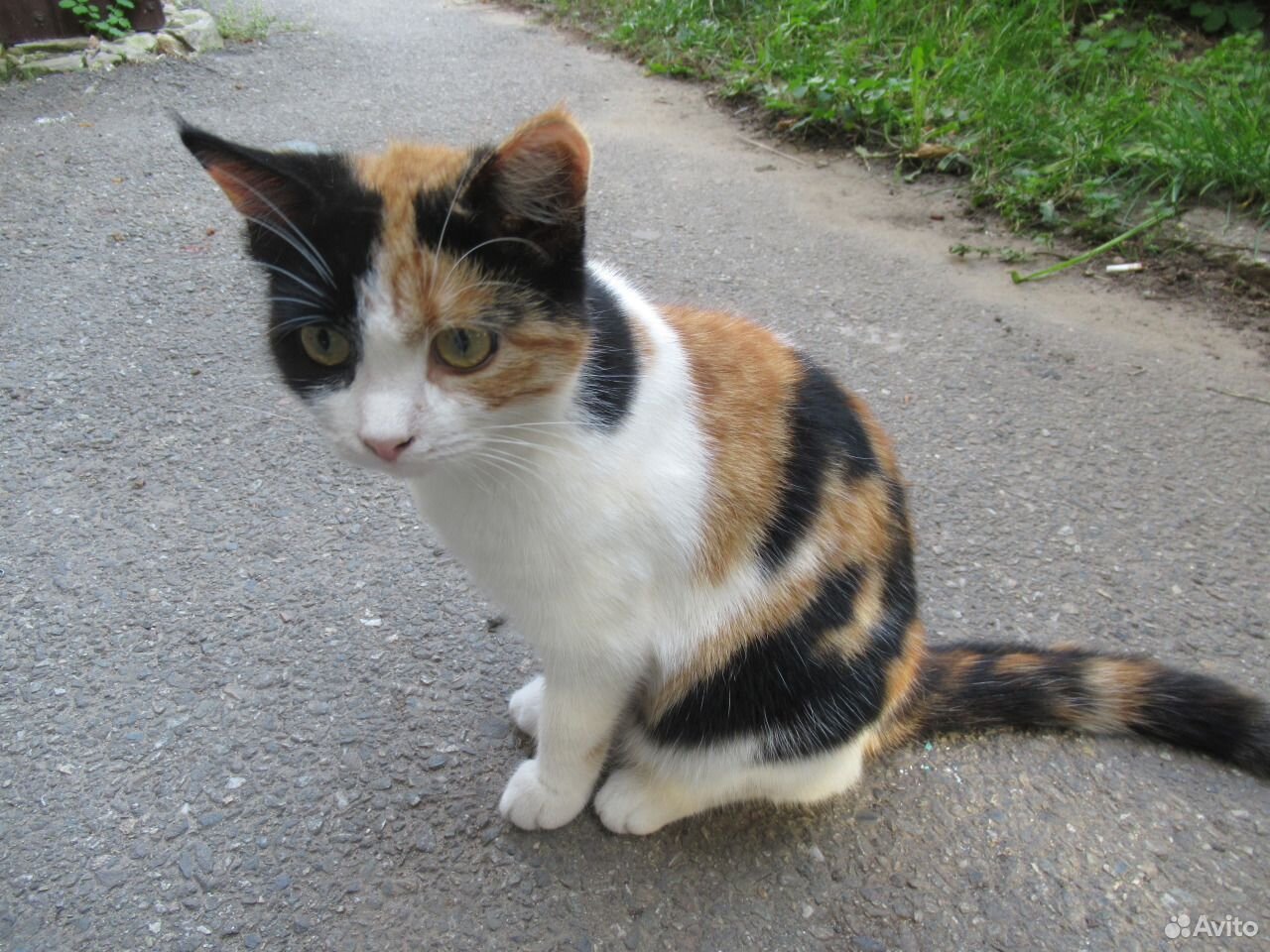 Ласковые котята,кошечки,котики с ул.Семашко в дар