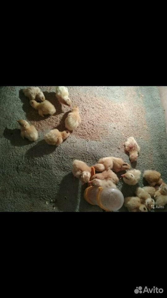 Птенцы перепела, несушки,самцы