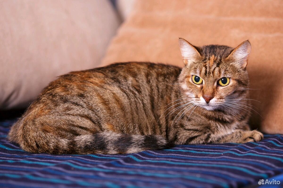 Веста - кошечка-табби ищет дом
