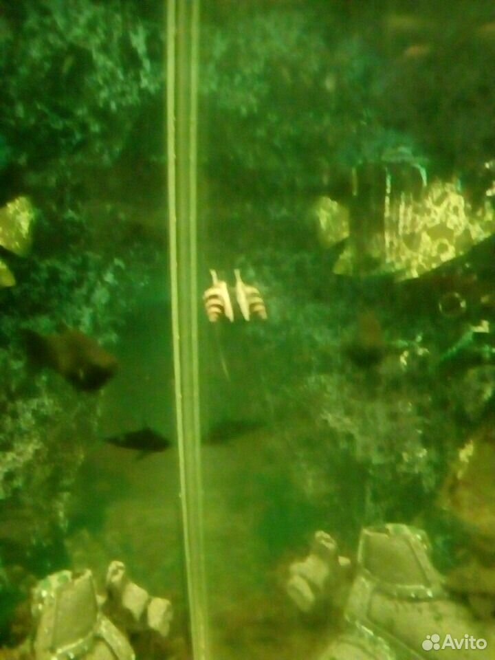 Улитка Хилена (хищная)