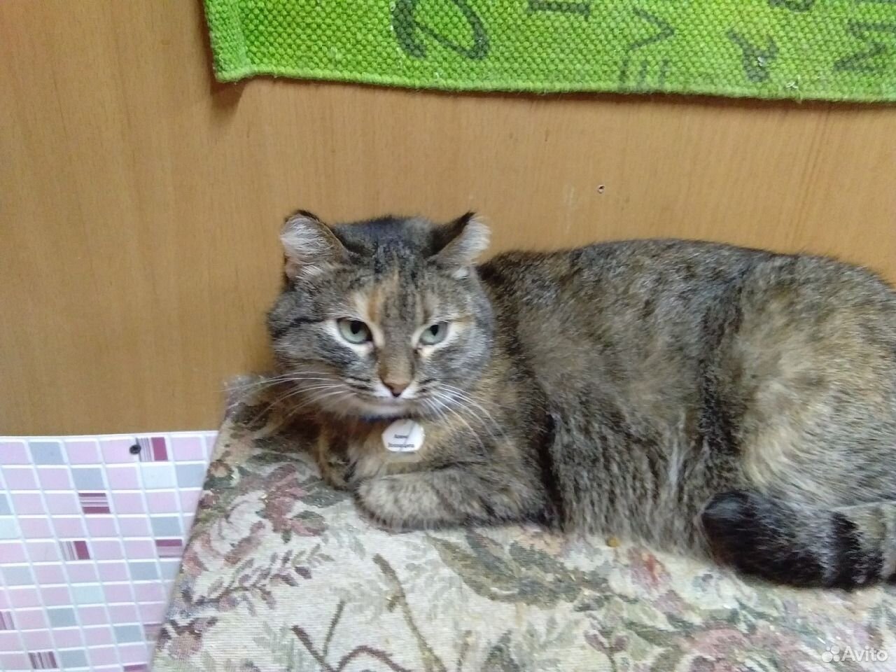 Кошечка по имени Любовь