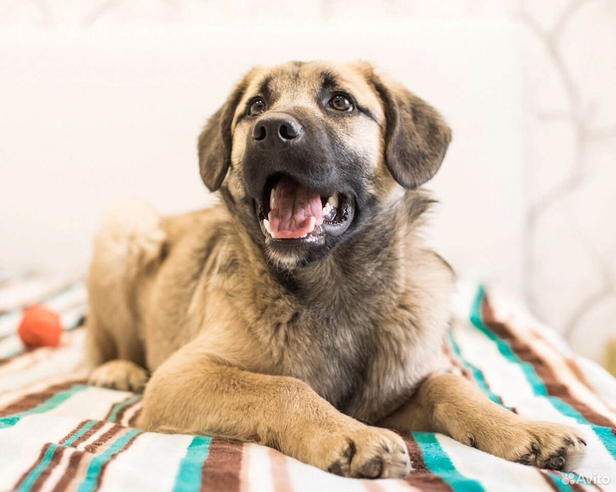 Малышка Мона в добрые руки