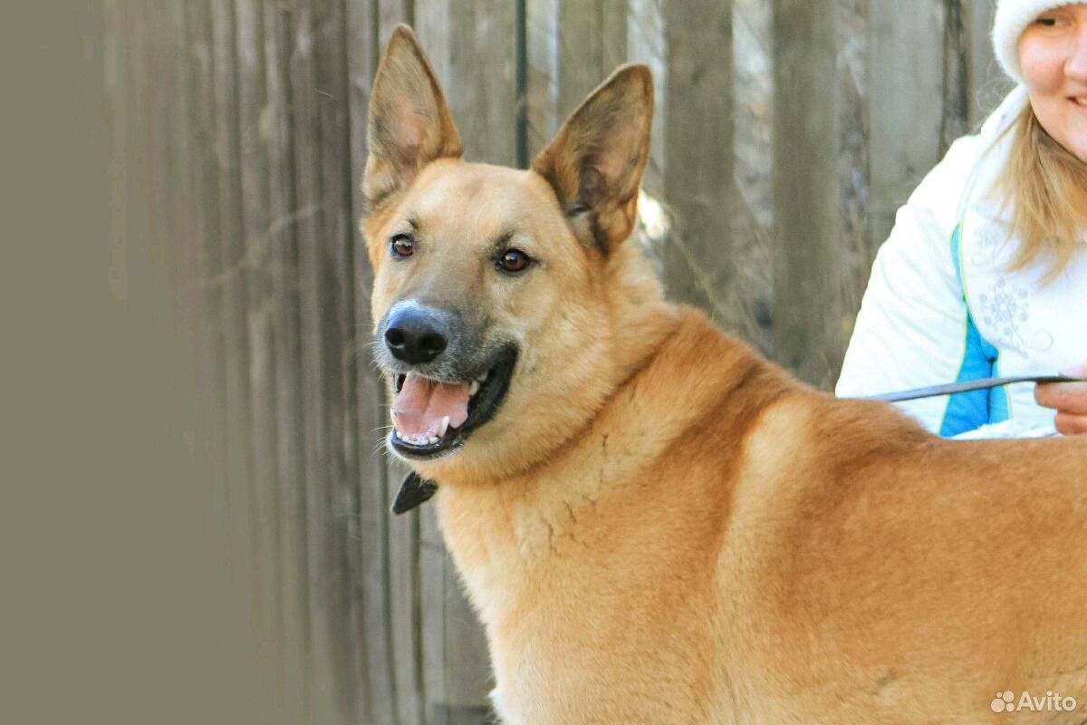 Фокс метис лайки