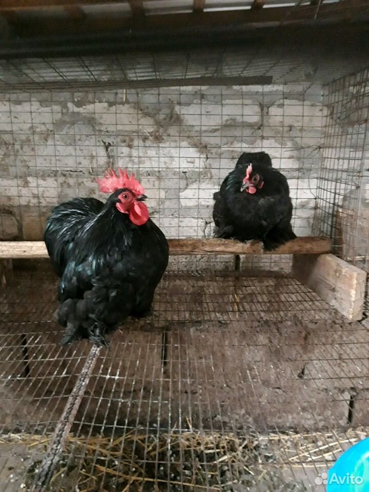 Карликовый кохинхин