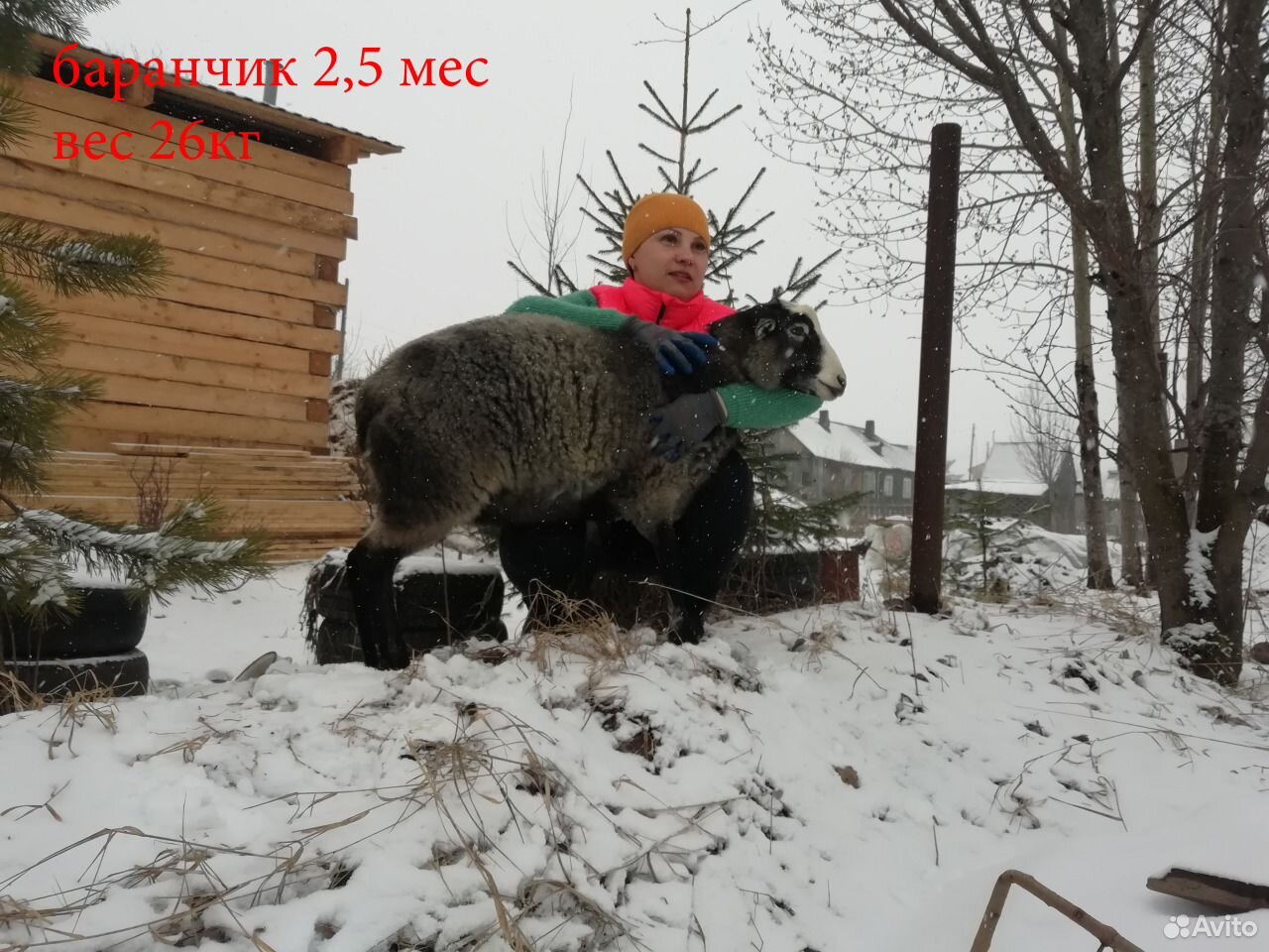 Крупные ягнята