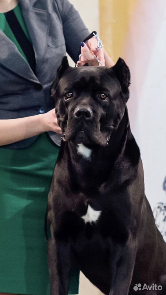 Опытный кобель приглашает на вязку