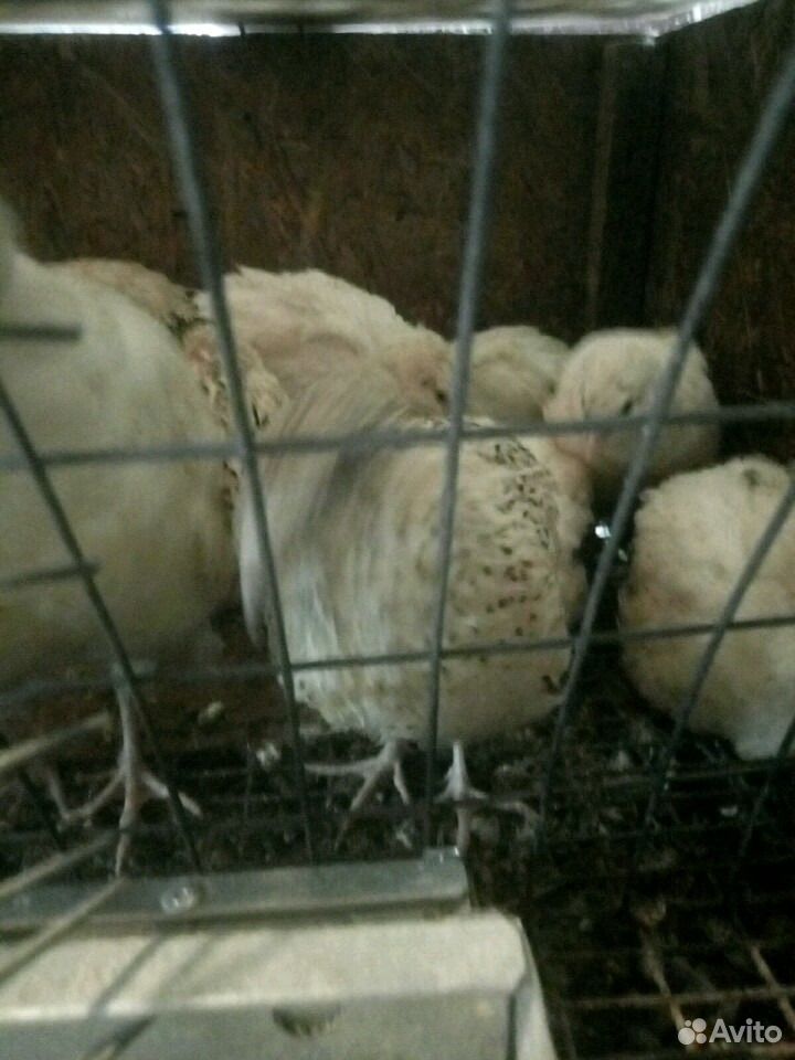 Перепела несушки