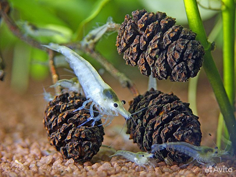 Шишки ольхи,листья дуба,кора дуба.Аквариум/терра