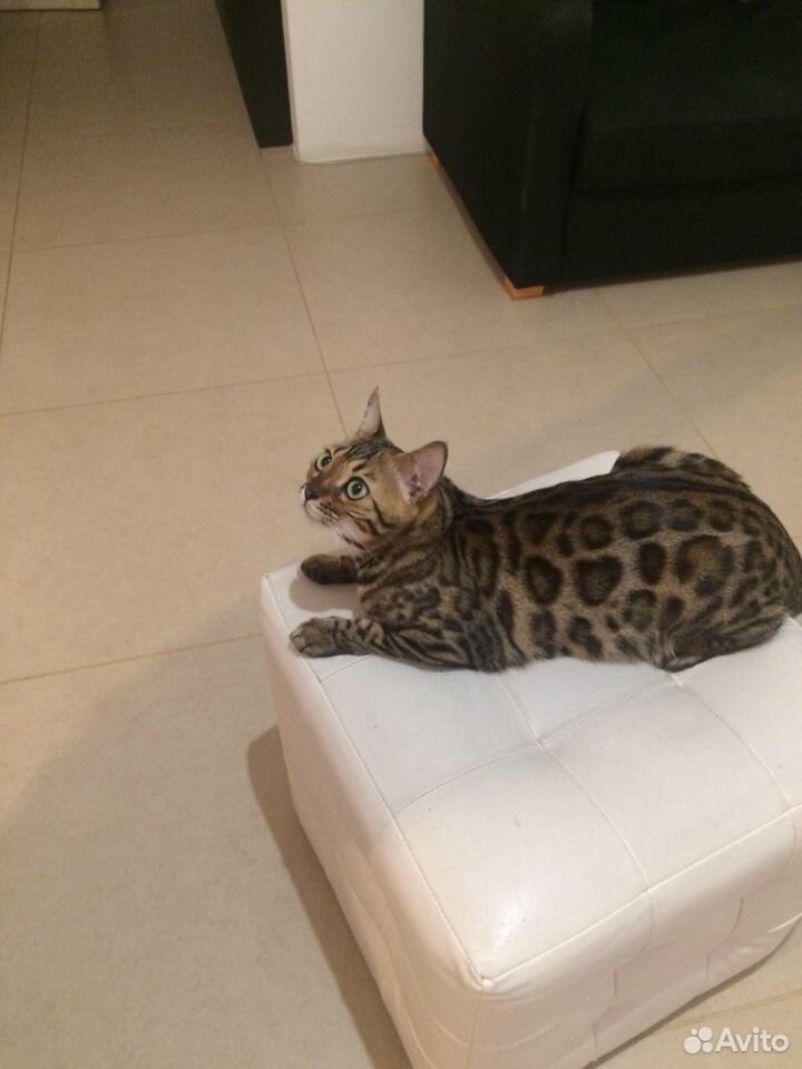 Бенгальская кошка ищет кота