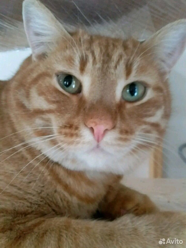 Рыжий гигант Изя и его мать, рыжая Мура