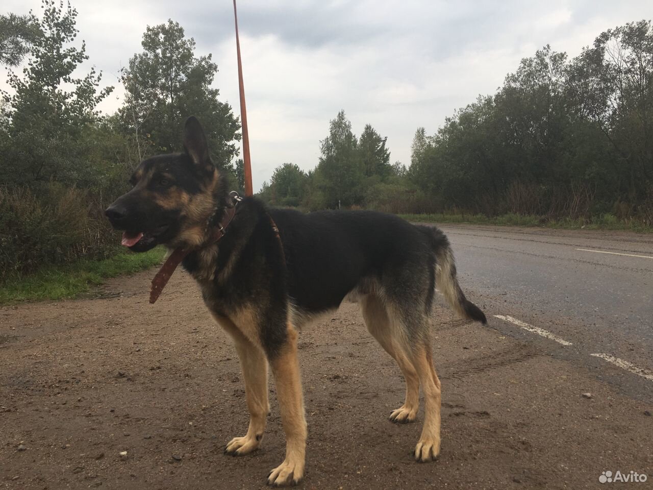 Молодой послушный пёс