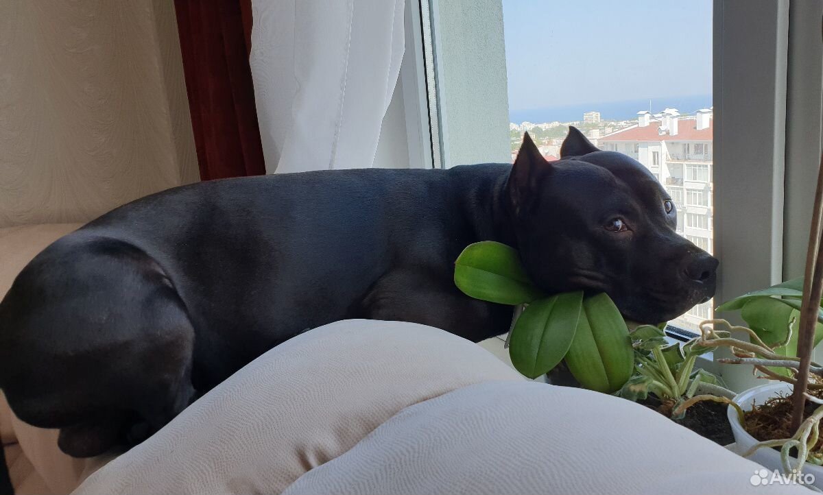 Арник,ищет девочку Парню 2.5 года Добрый и ласковы