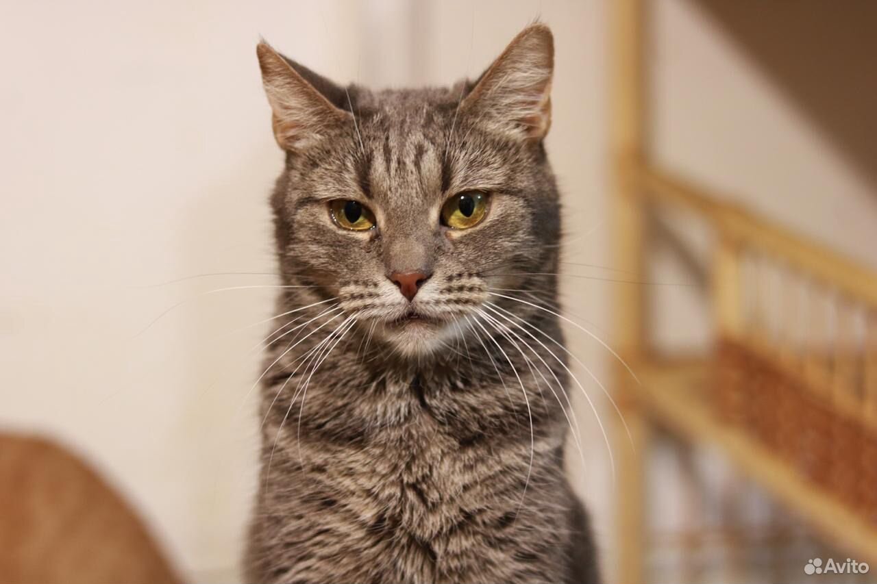 Забава, кошка-девочка 2 года