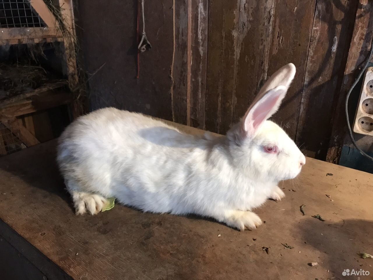 Белый паннон