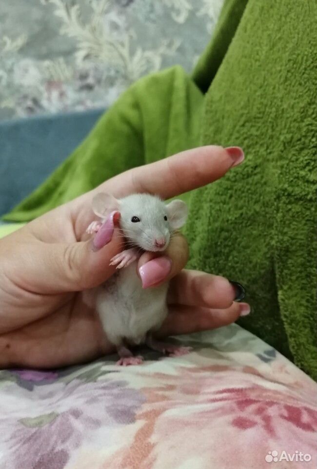 Крысята крысы Сиамы дамбо