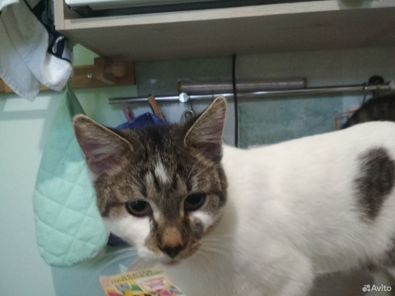 Кот Фантик ищет дом