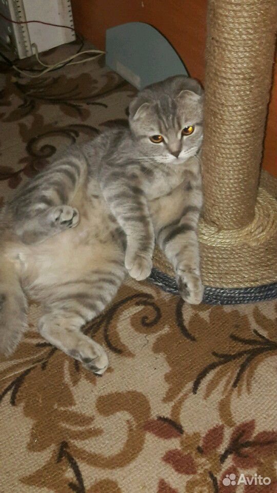 Шотландские вислоухие котята