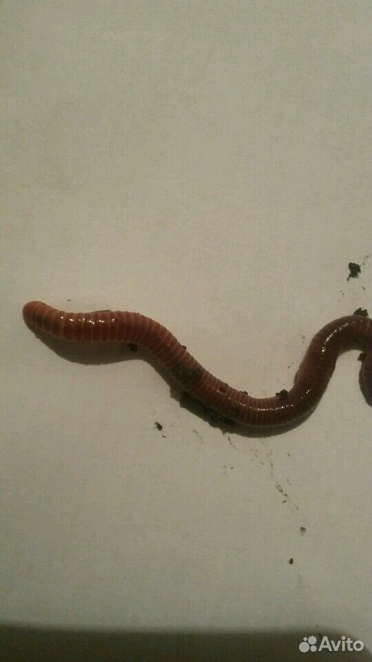 Продам калифорнийских червей для рыбалки