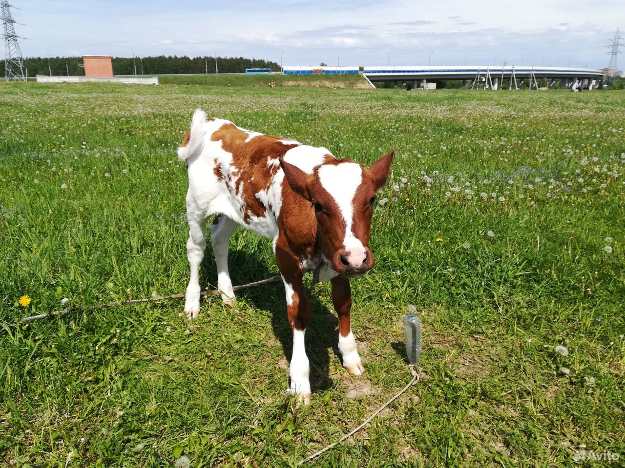 Продаю тёлочек. Порода Айрширская