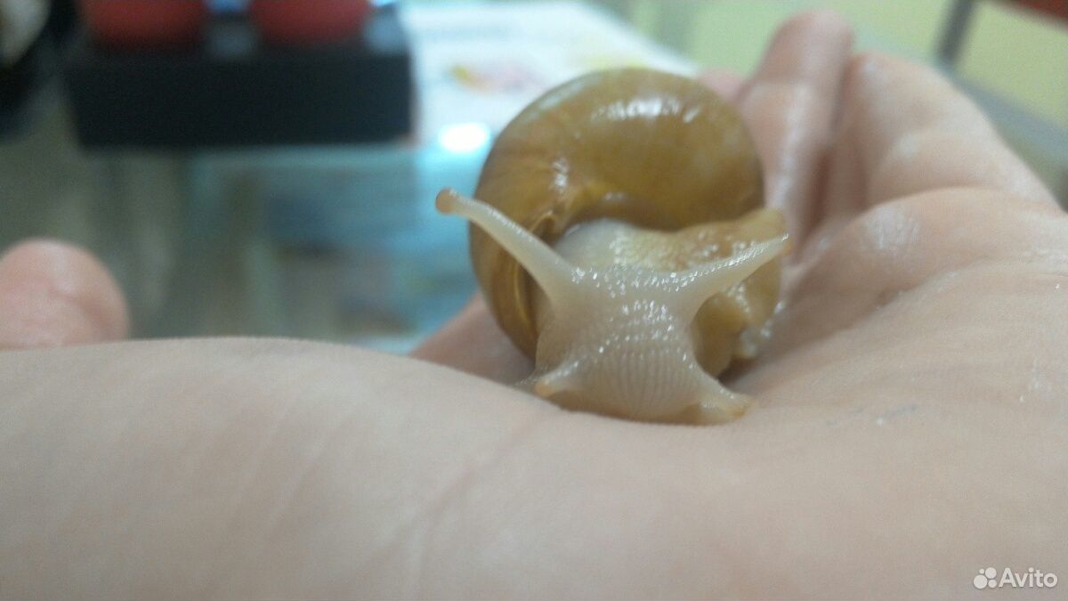 Продам улитку Ахатину альбинос