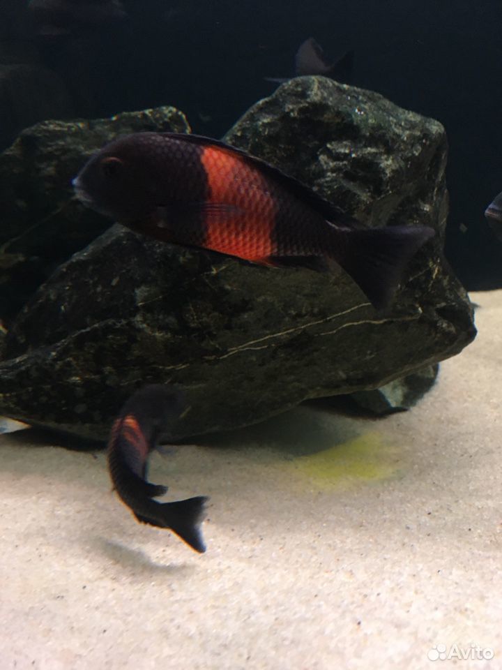 Трофеусы Бемба